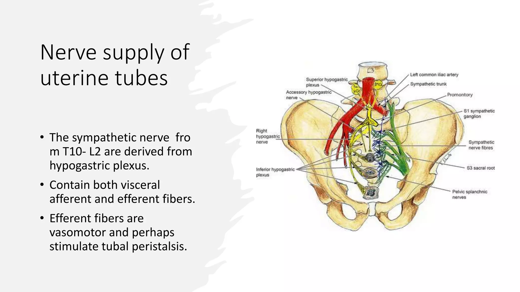 Innervation of female reproductive systm.pptx
