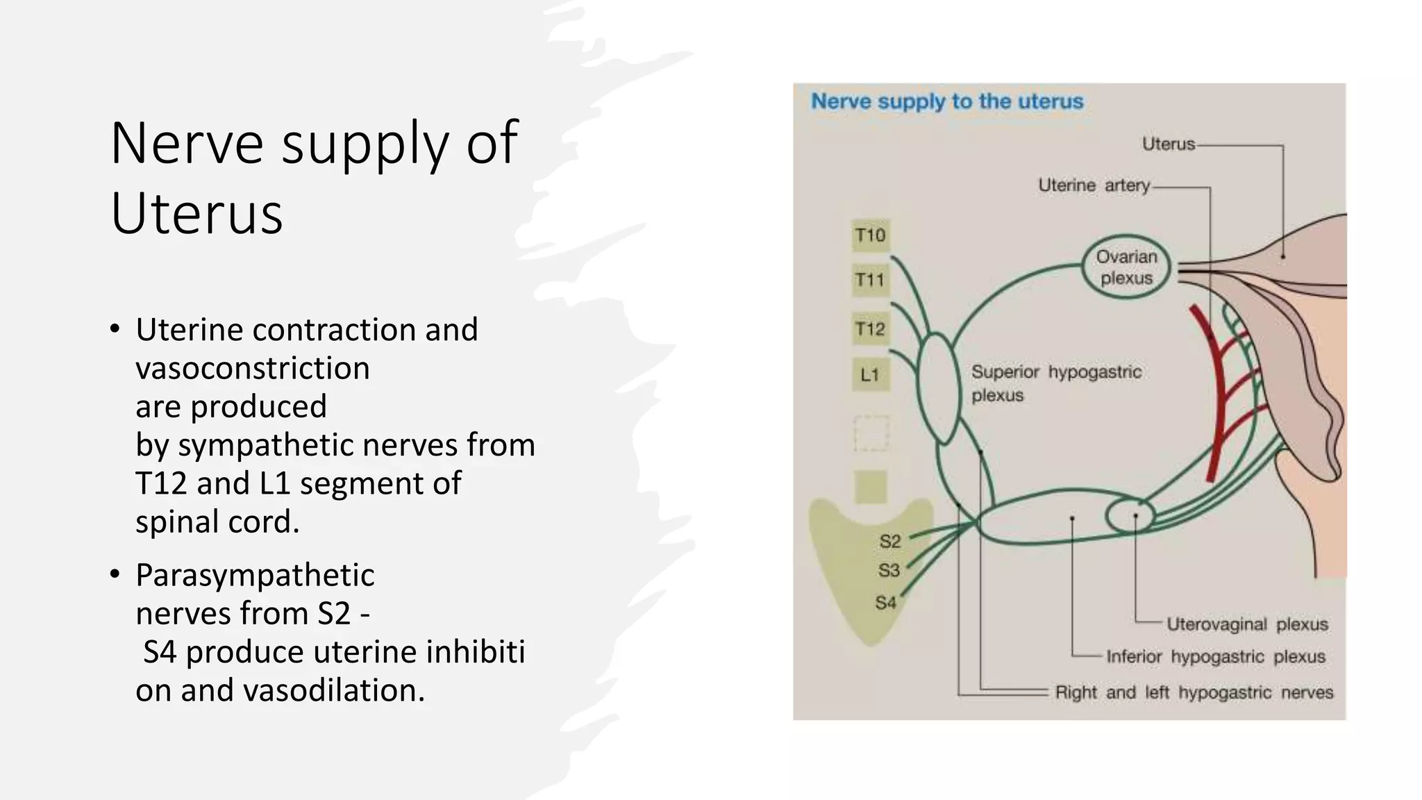 Innervation of female reproductive systm.pptx