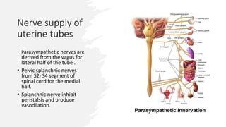 Innervation of female reproductive systm.pptx | Brain and Nervous ...