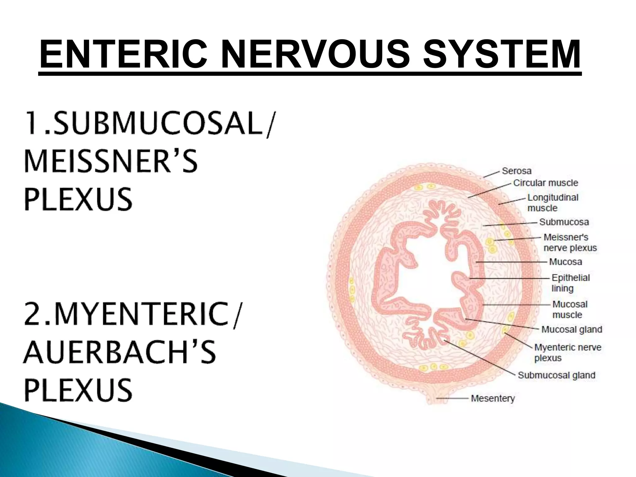 Innervation of gastro intestinal tract | PPTX