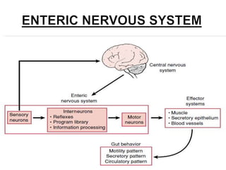 Innervation of gastro intestinal tract | PPTX