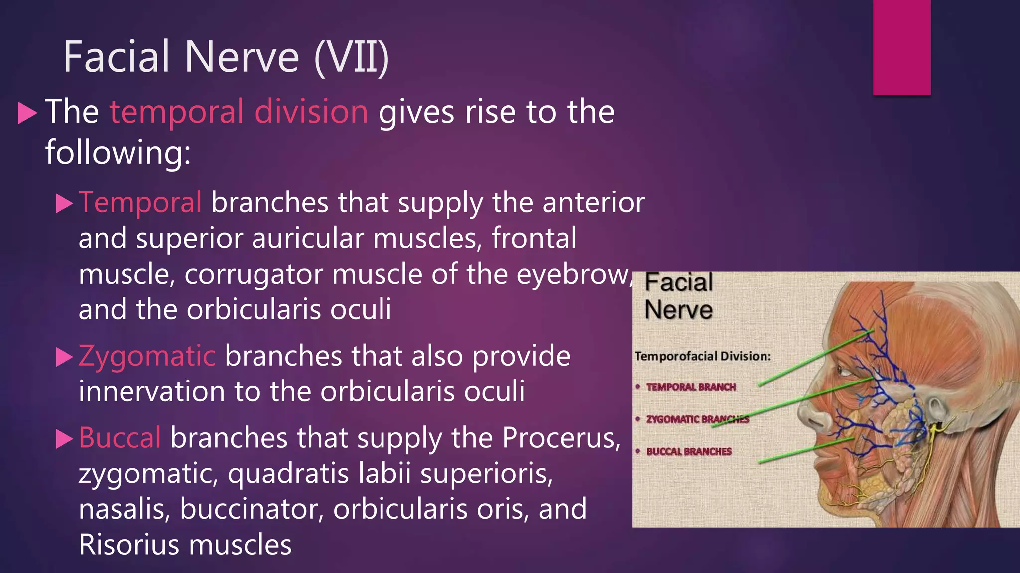 Innervation of Teeth and Tissues: Facial, Glosspharyngeal, Hypoglossal ...