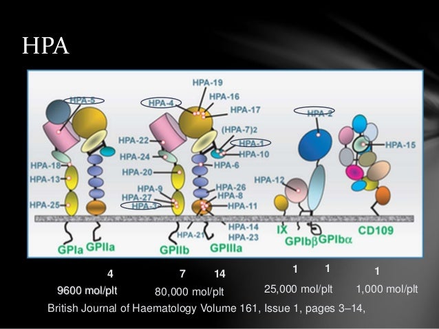 20151107 workshop HPA, HLA, HEA genotype