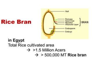Innovation in rice bran extraction health tech - amr helal | PPTX