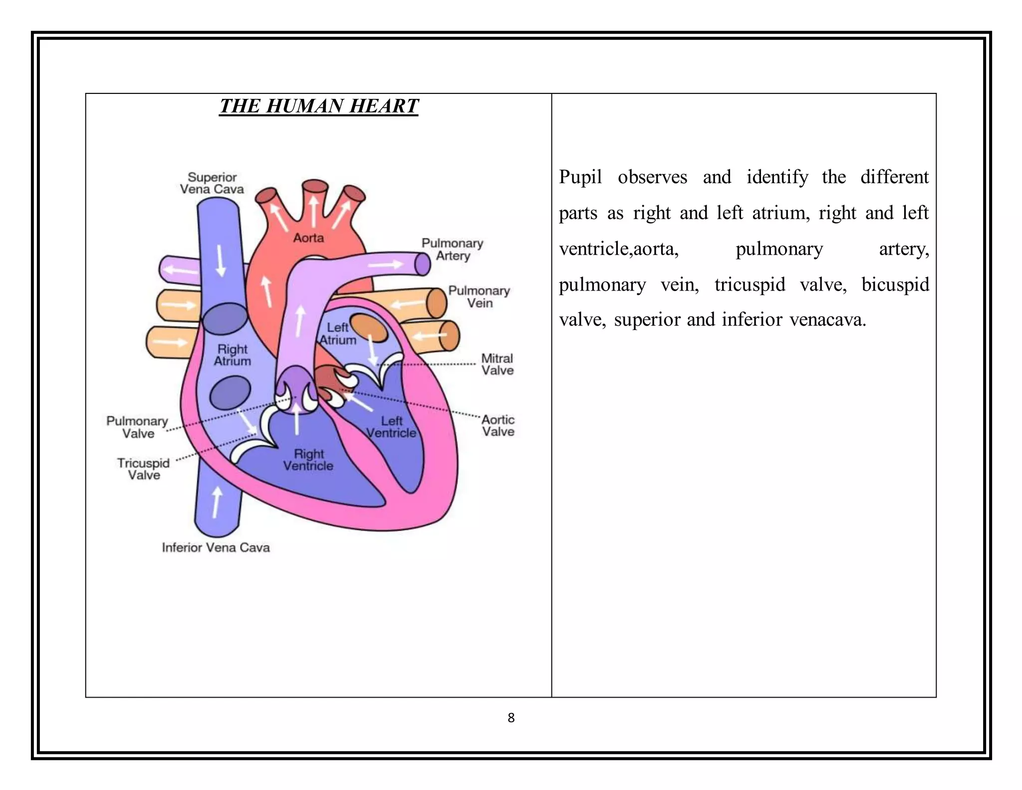 Innovative lesson plan | DOCX | Heart and Cardiovascular Diseases ...