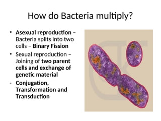 inoculum development for fermentation.ppt
