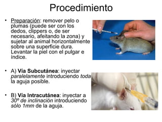 Inoculación en animales: ruta intraperitoneal, subcutánea e ...