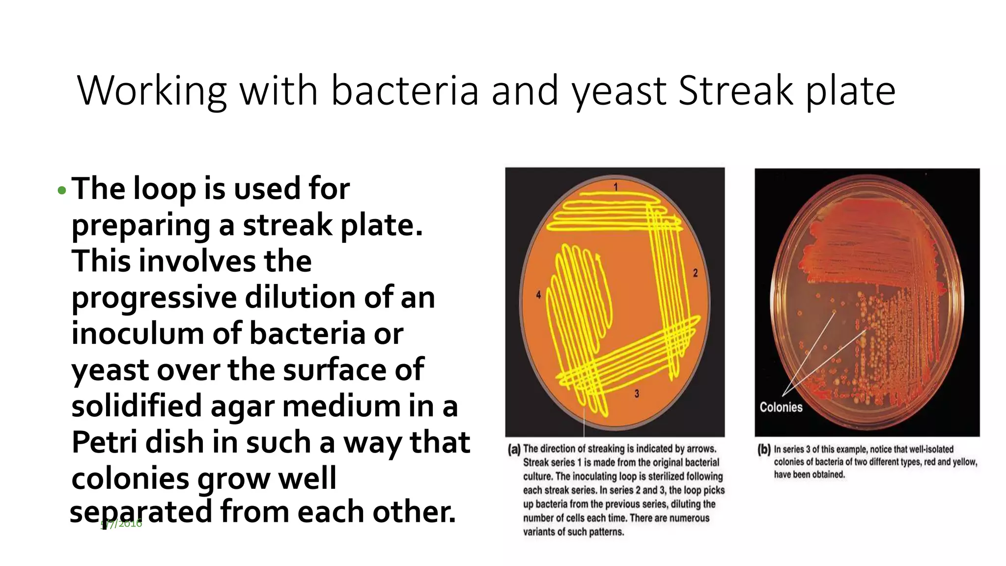 inoculating a culture plate in bacteriology | PPTX