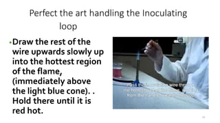 inoculating a culture plate in bacteriology | PPTX