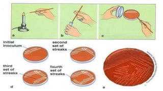 inoculating a culture plate in bacteriology | PPTX