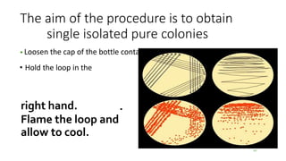 inoculating a culture plate in bacteriology | PPTX