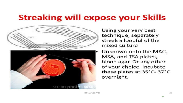 inoculating a culture plate in bacteriology | PPTX