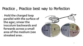 inoculating a culture plate in bacteriology | PPTX