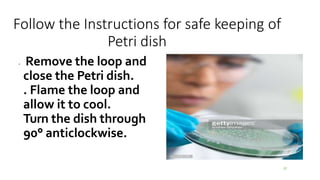 inoculating a culture plate in bacteriology | PPTX