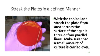 inoculating a culture plate in bacteriology | PPTX