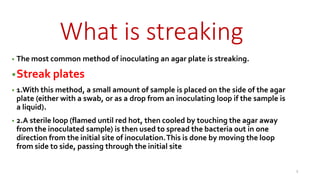 inoculating a culture plate in bacteriology | PPTX