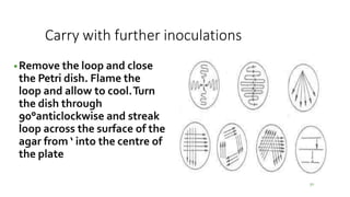 inoculating a culture plate in bacteriology | PPTX
