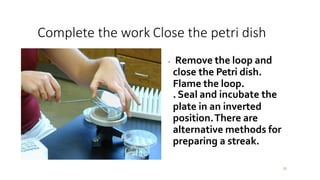 inoculating a culture plate in bacteriology | PPTX
