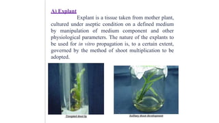 Inoculation of explants | PPTX