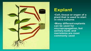 Plant Explant