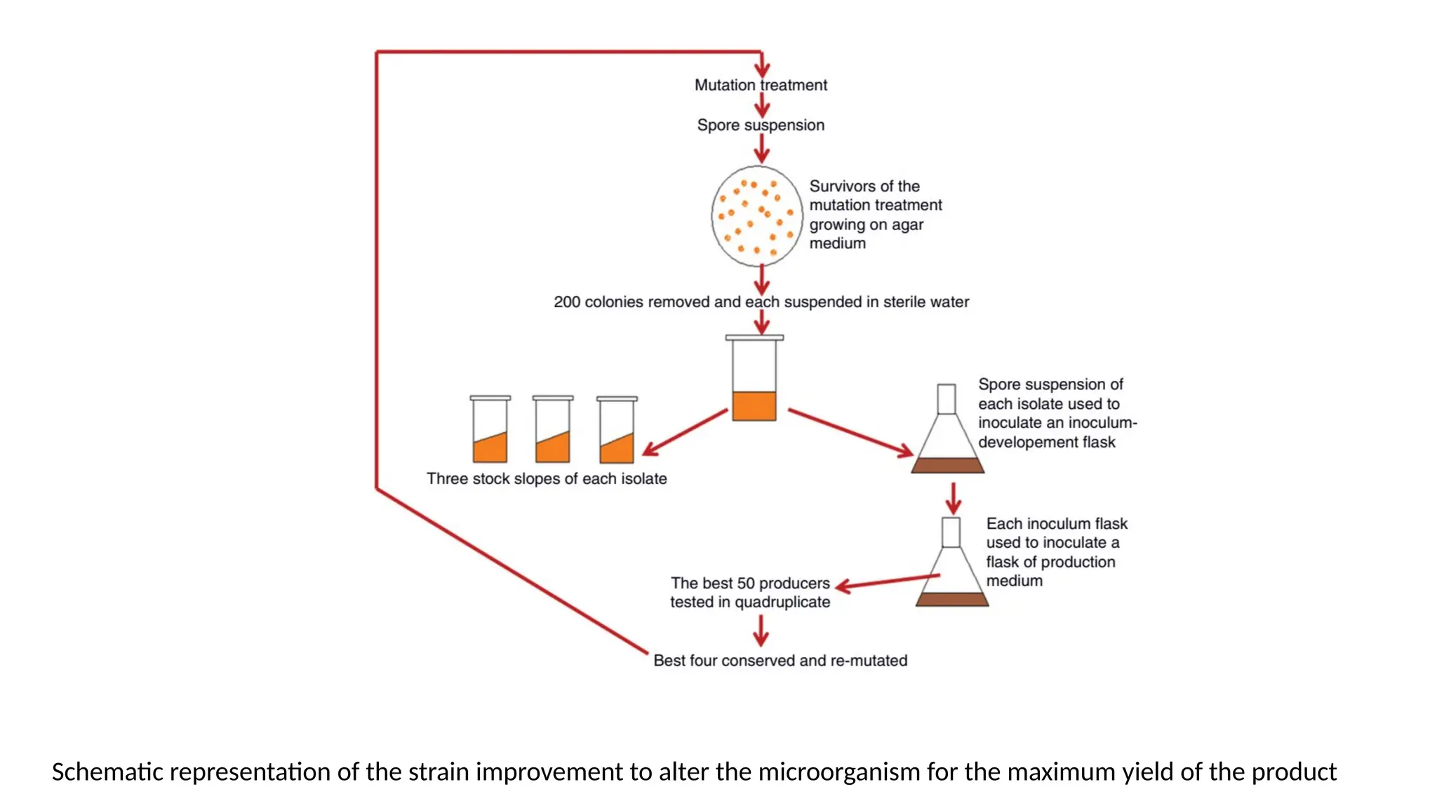 Inoculum Preparation_food fermentation technology.pptx