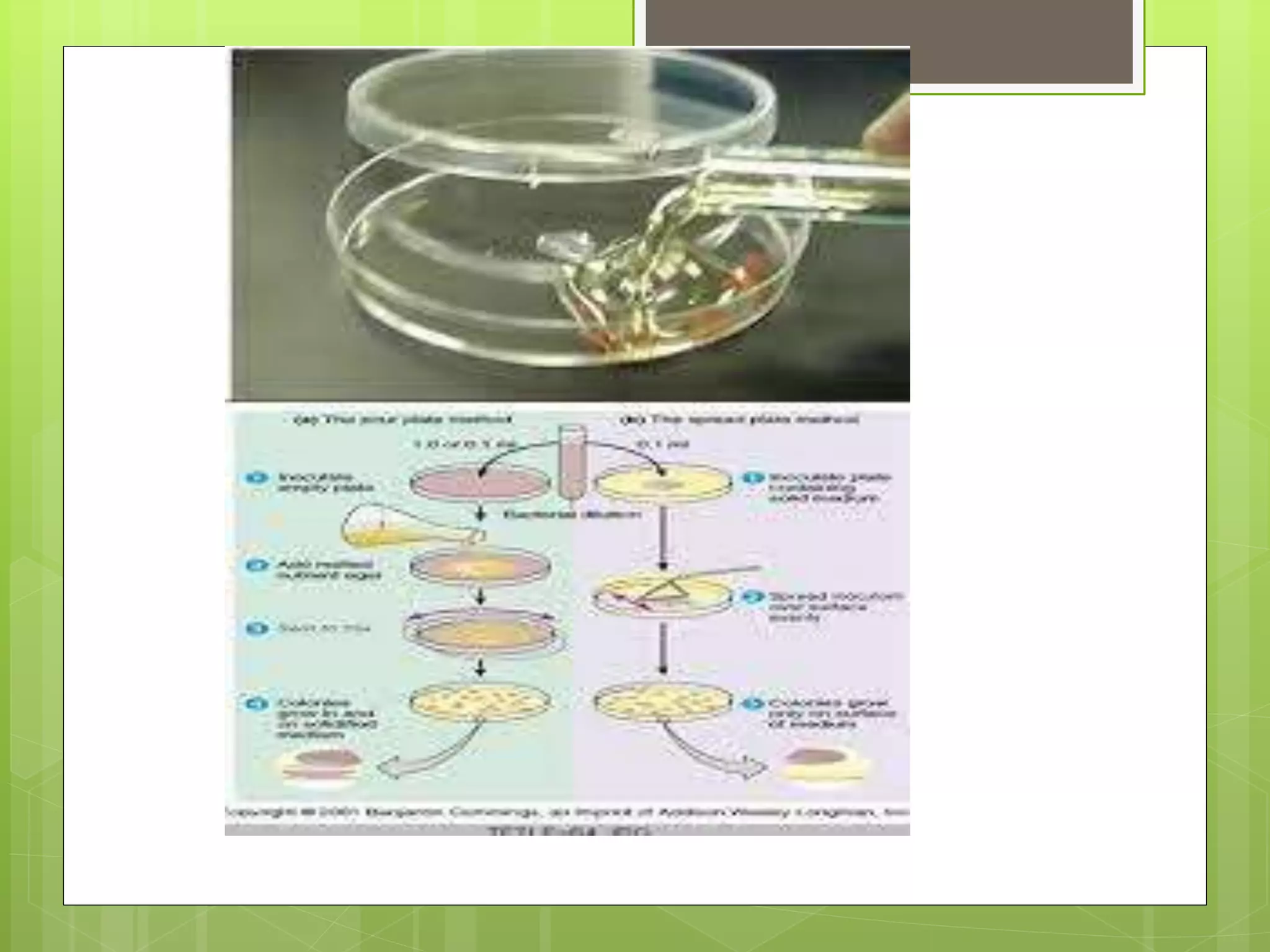 Inokulasi dan identifikasi bakteri | PPTX