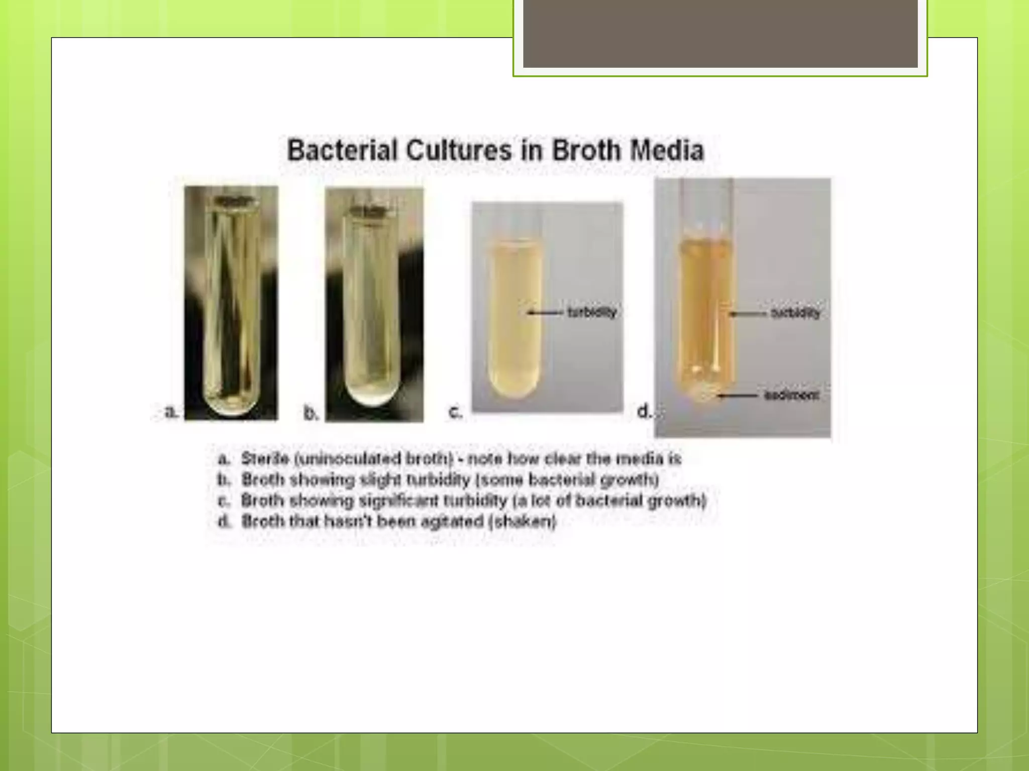 Inokulasi dan identifikasi bakteri | PPTX