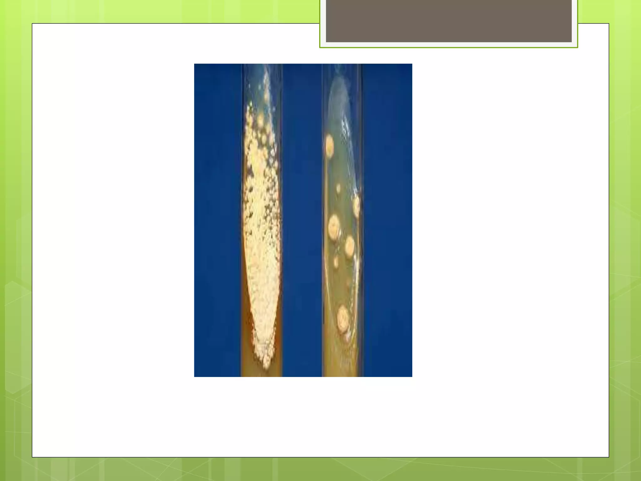 Inokulasi dan identifikasi bakteri | PPTX