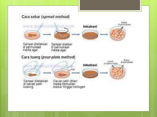 Inokulasi dan identifikasi bakteri | PPTX