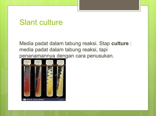 Inokulasi dan identifikasi bakteri | PPTX