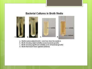 Inokulasi dan identifikasi bakteri | PPT