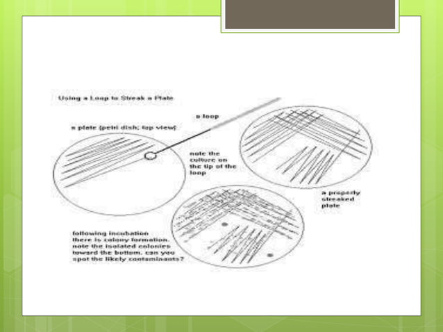 Inokulasi dan identifikasi bakteri | PPTX