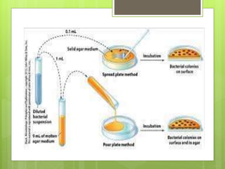 Inokulasi dan identifikasi bakteri | PPT