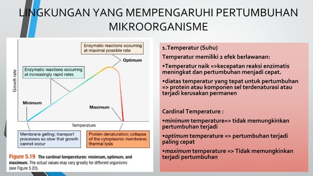 inokulum fermentasi pada susu sapi jawa.pdf