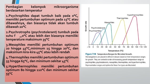 inokulum fermentasi pada susu sapi jawa.pdf