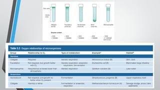 inokulum fermentasi pada susu sapi jawa.pdf