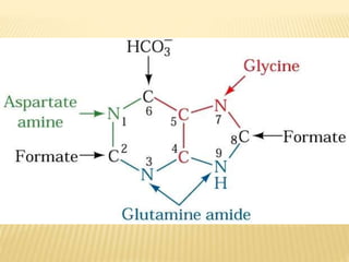 Inosine family inheritance pathways | PPT