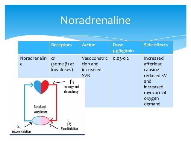 What Is Norepinephrine Used For | semashow.com