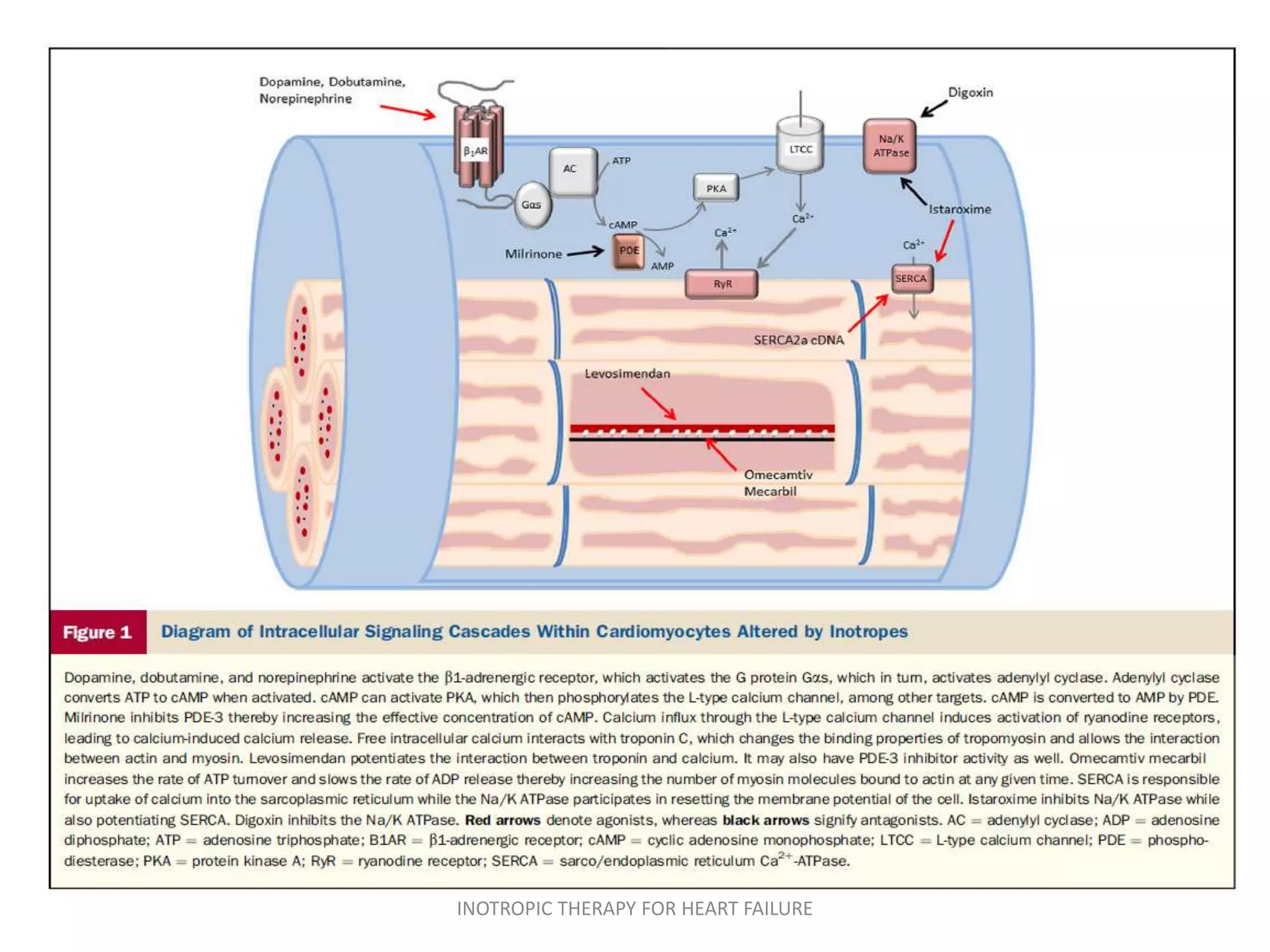 Inotropic therapy for heart failure | PPTX