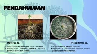 Inovasi fungi Trichoderma and mikoriza | PDF