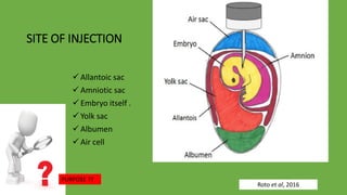 In ovo technology | PDF