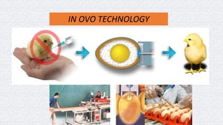 In ovo technology | PDF