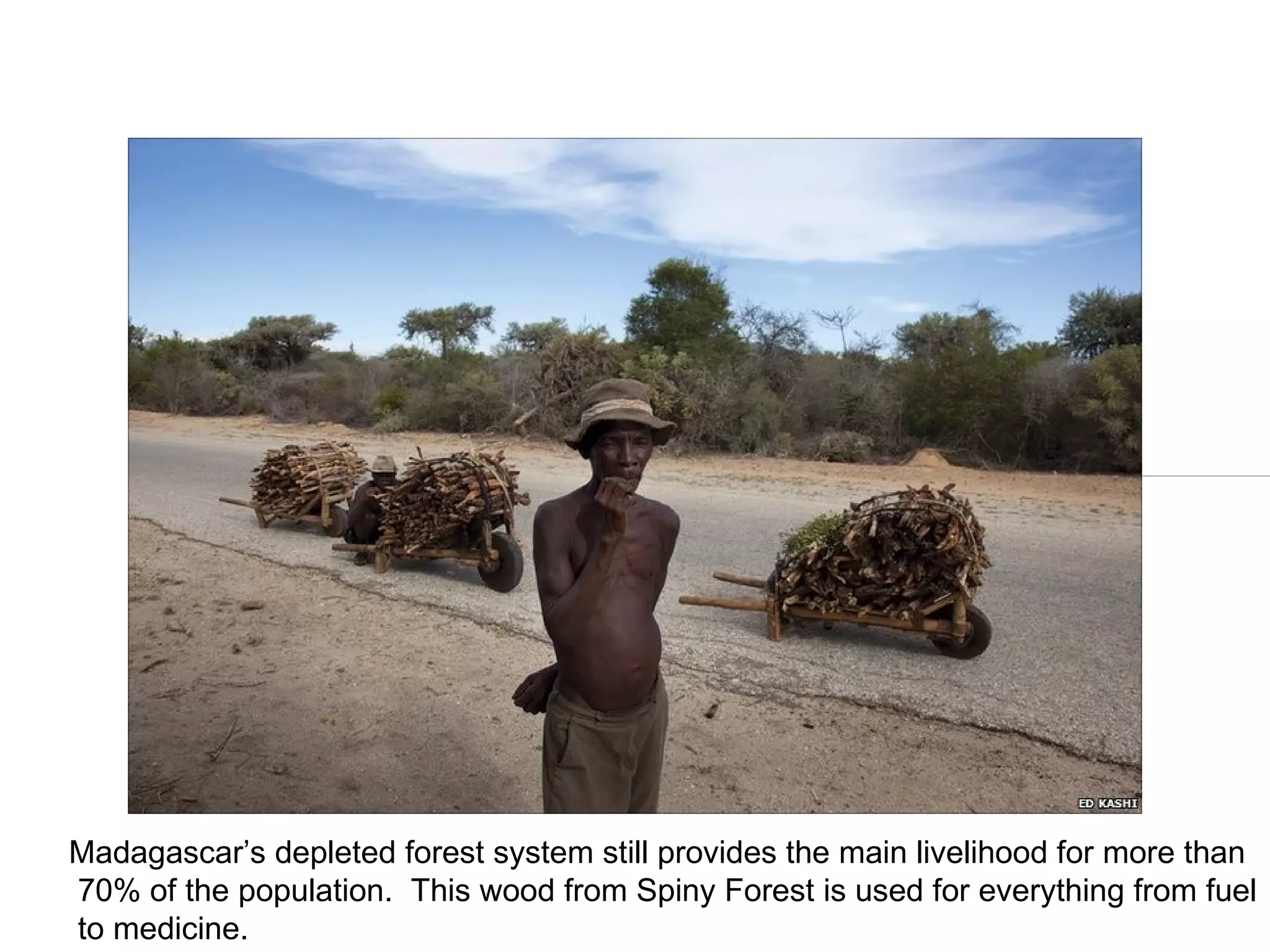 In pictures madagascar | PPT