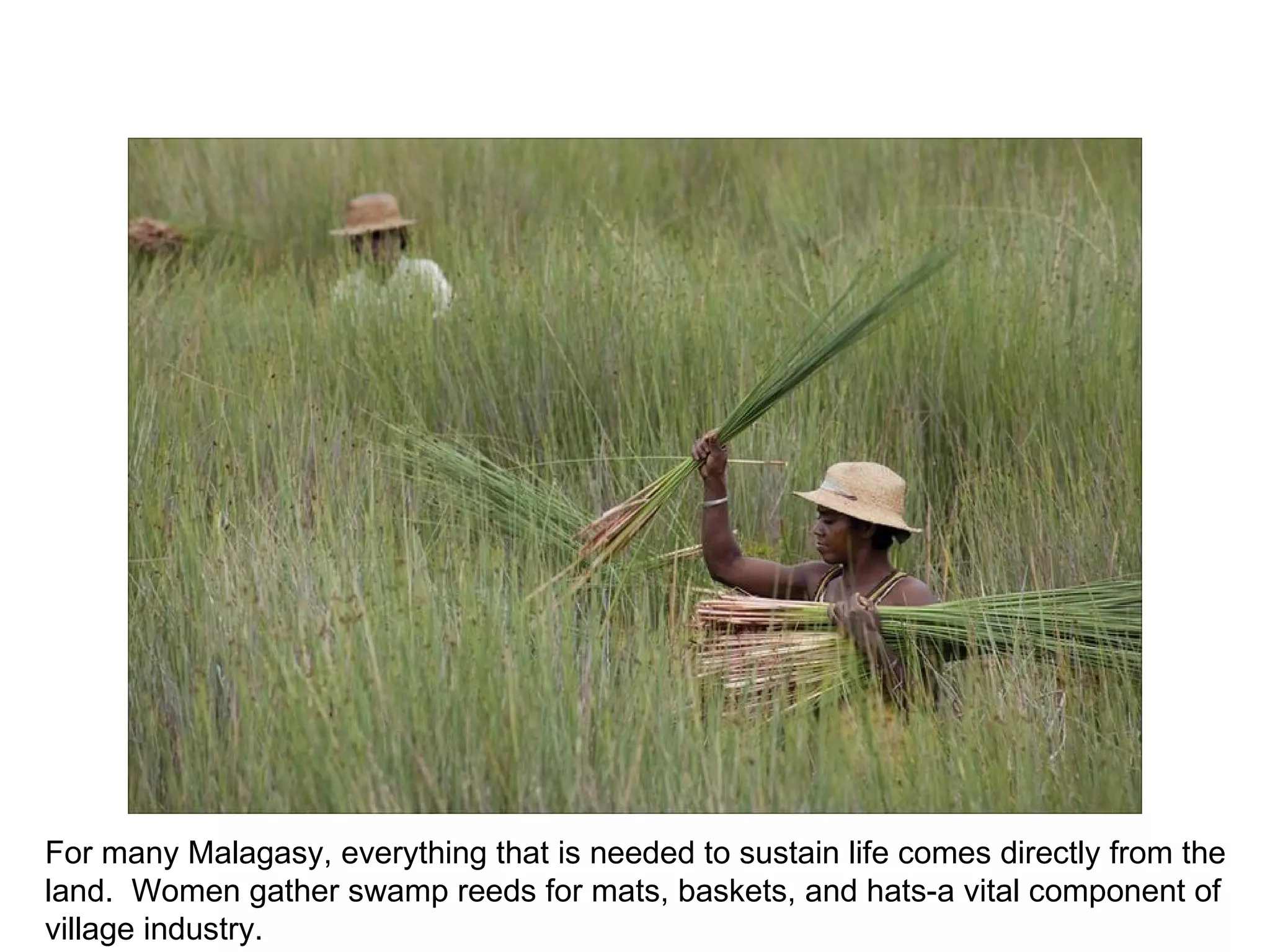 In pictures madagascar | PPT