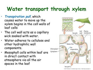 movement of water from root to atmosphere | PPT