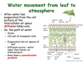 The Path Of Water Movement In Leaves