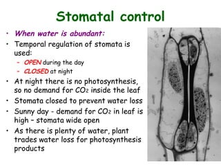 movement of water from root to atmosphere | PPT