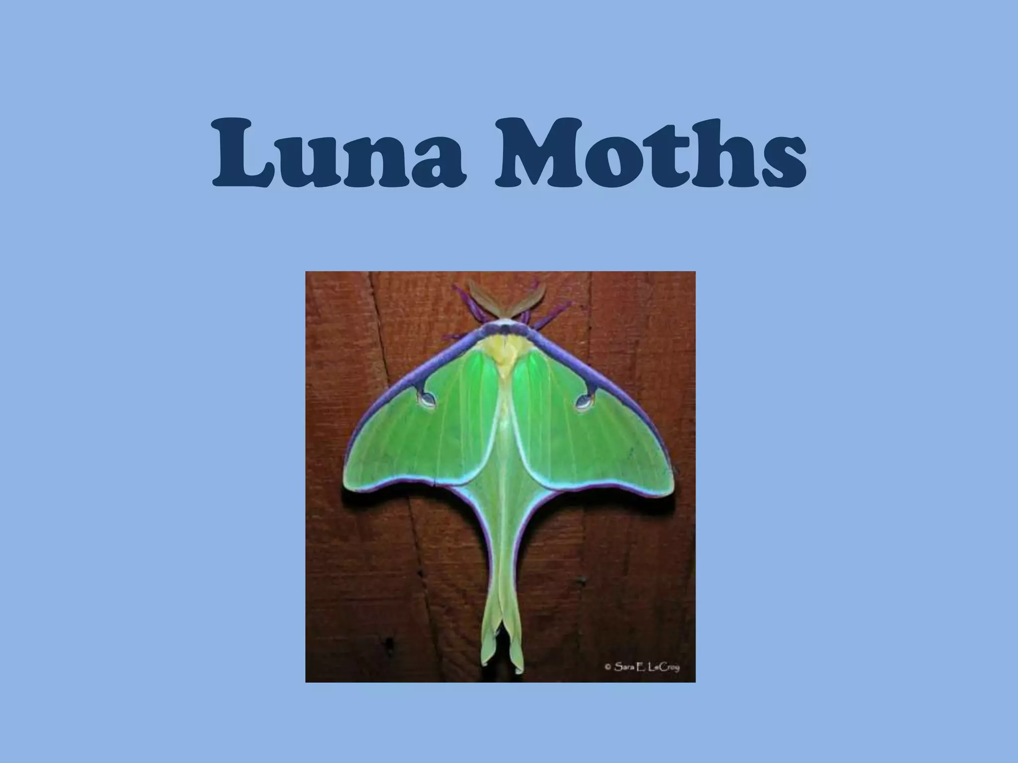 Inquiry Luna Moth | PPTX