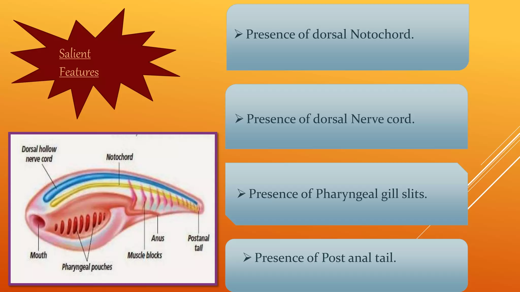 Inroduction to chordates | PPT