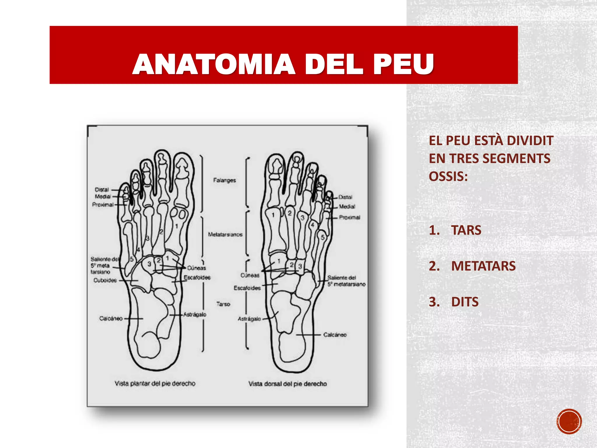 Lesions i talons | PPSX